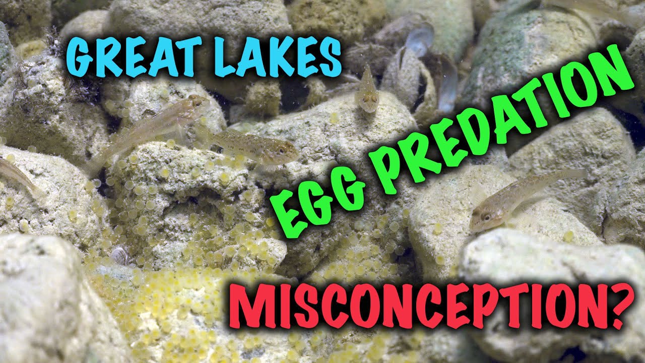 Great Lakes Egg Predation Misconception - Kim Stricker Productions, Inc.