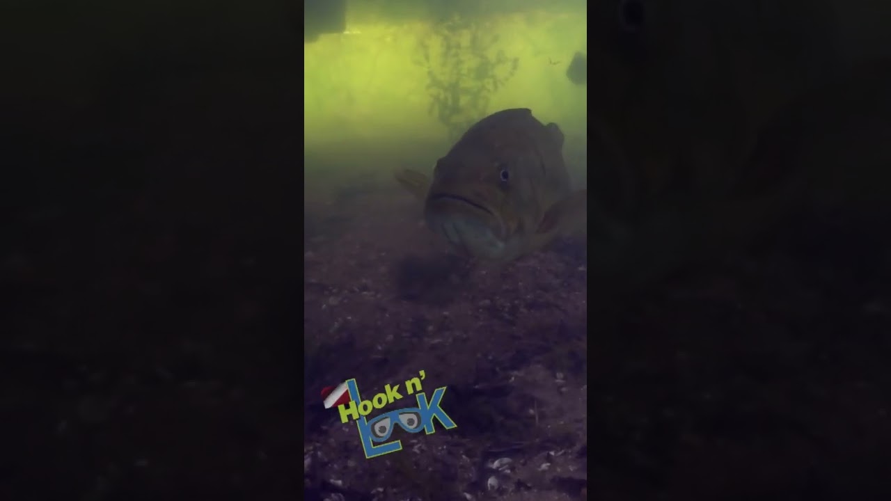 Do you know fish have different personalities? #shorts - Kim Stricker ...