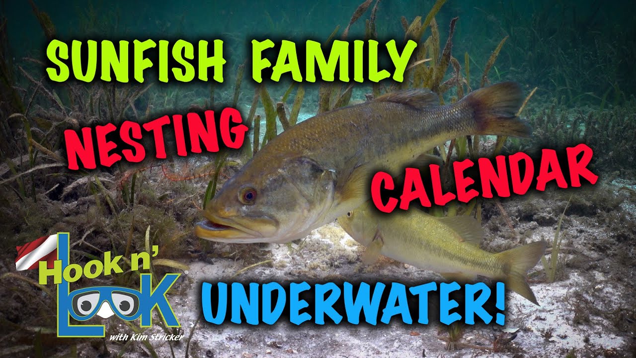Sunfish Family Nesting Calendar - UNDERWATER - Kim Stricker Productions ...
